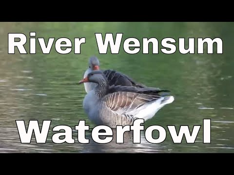Waterfowl on the River Wensum - Nesting and rearing chicks