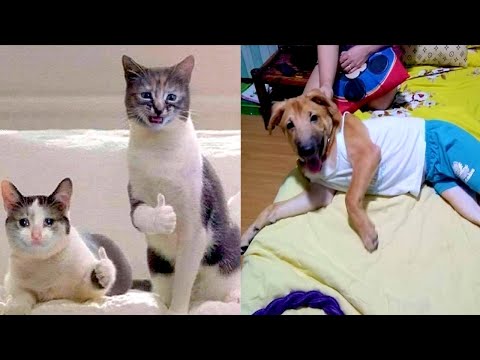 BEST PET MEMES COMPILATION OF 2021 PART 1 (Funny Pets)