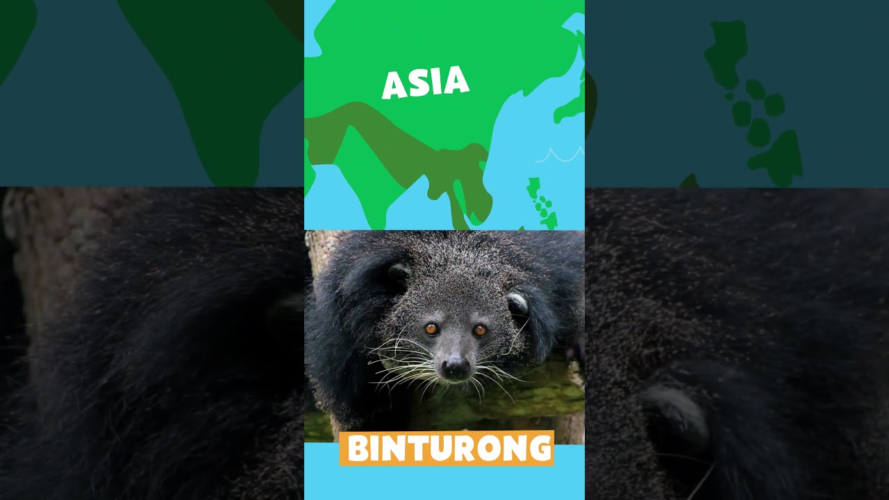 Animal Alphabet | B is for Binturong | PBS KIDS #Shorts