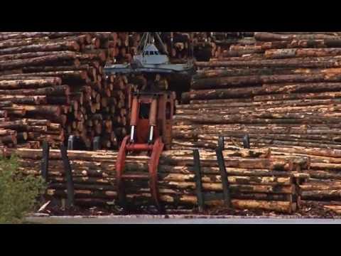 What is deforestation?