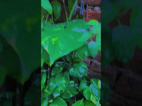 money plant #livewallpaper #music #musician #guitar