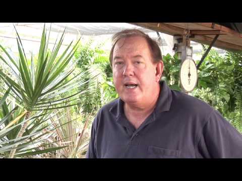 How to Prepare a Rose Bush for the Winter