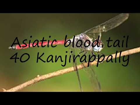 How to pronounce Asiatic blood tail 40 Kanjirappally in English?