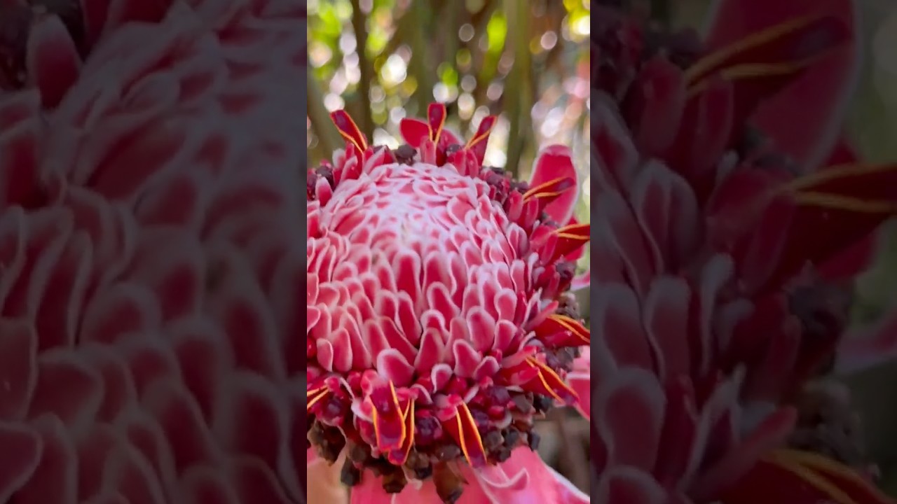 A little day in the life in Costa Rican jungle … or maybe just a collection of present moments ✨