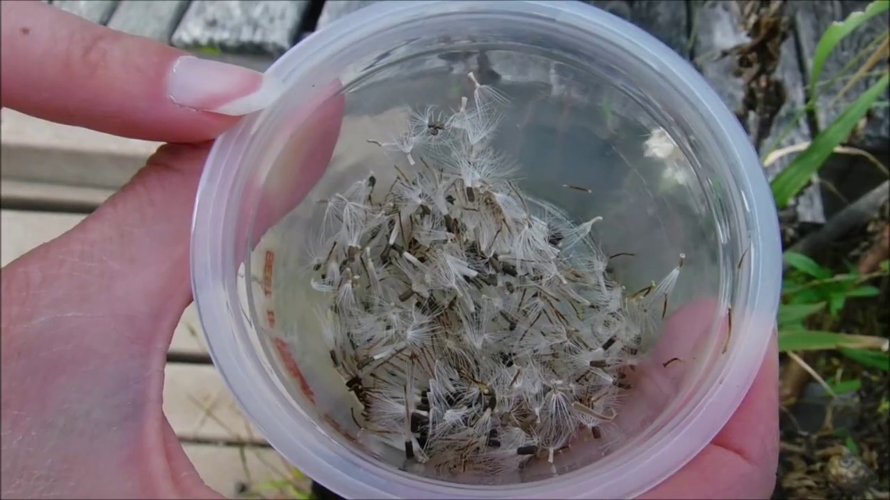 how to harvest strawflower seeds, how to save strawflower seeds, how to collect strawflower seeds