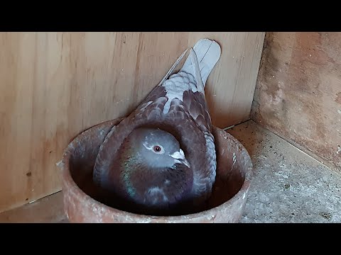 A look at the pigeons (and pigeon book recommendations!)