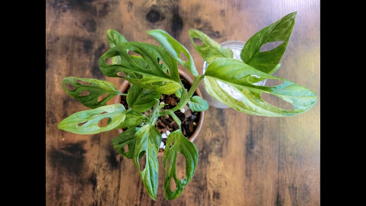 Monstera Adansonii Variegata I Care + Propagation