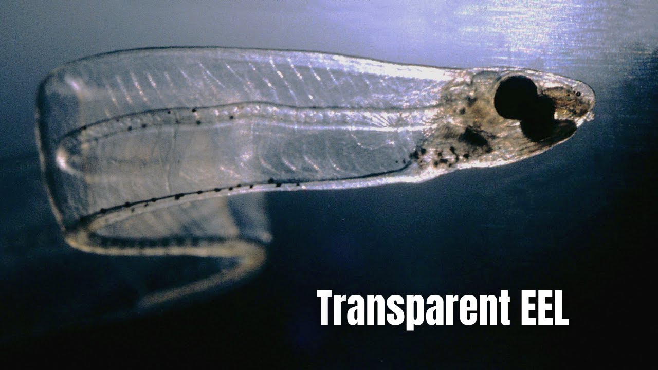Leptocephalus is the flat and transparent larva of the eel.