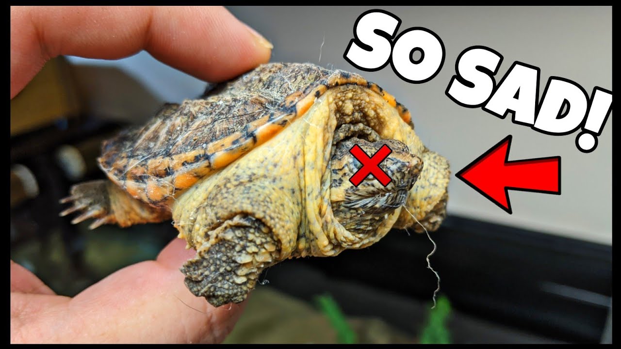 Pet Snapping Turtle ESCAPED!! He Dried Out!