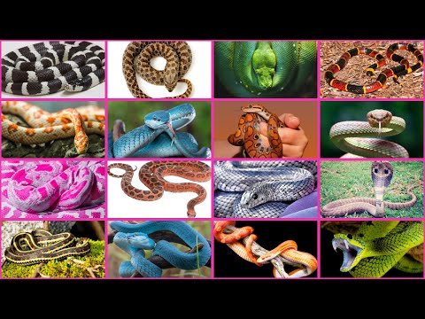 100 Most DANGEROUS Snake Species in the World