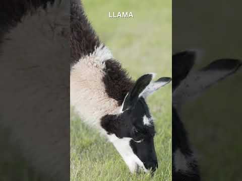 Interesting facts about LLAMAS #llama #subscribe #animalfacts #viralvideos