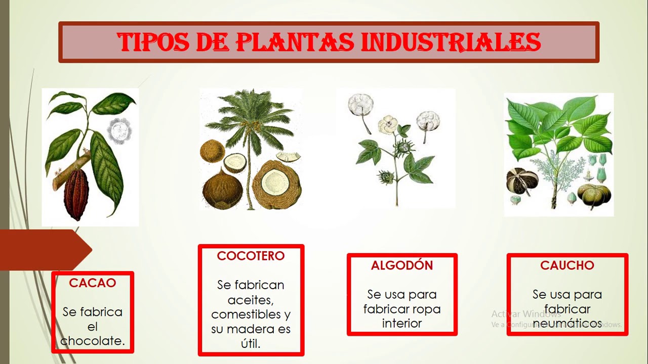 PLANTAS INDUSTRIALES mp4