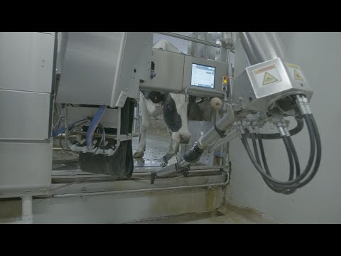 How Robotic Milking Systems Can Detect Early Signs of Illness in Cows