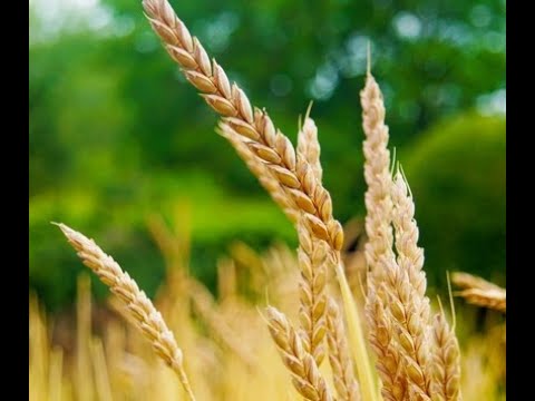 Nutrition Wizard - Grain Foods Group Nutrients Averages. 2025-16-30-07-00-01.