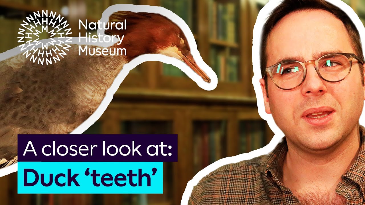 What's inside a duck's bill? | A closer look at duck 'teeth'