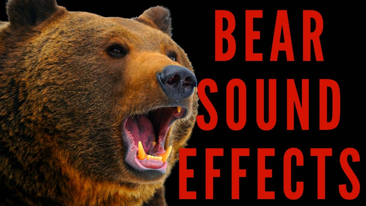 BEAR SOUND EFFECTS - Bear Roaring and Growling Sound