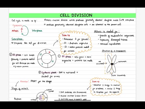 Mitosis notes – Medics Teach Bio