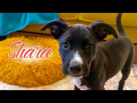 Dog for adoption - Shara the Snuggly Wiggleschmoopsie, a Pit Bull ...