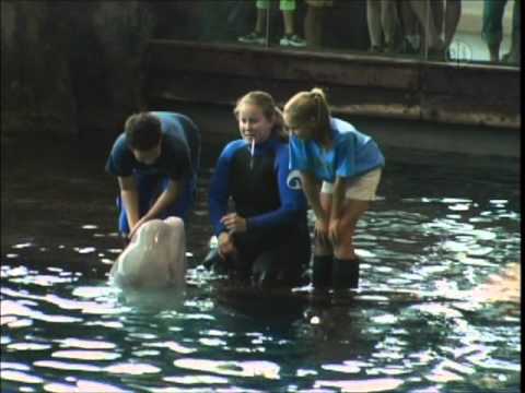 Kid Guides in Spanish with Beluga Whale at Shedd Aquarium