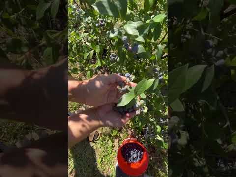 Piscando arándanos o blueberries 🫐 el el campo#Saludables#shorts #food #rancho