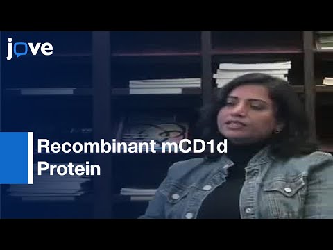 Method: Production Of Recombinant mCD1d Protein In Insect Cells l Protocol Preview