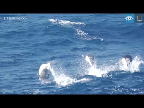 Southern Right Whale Dolphins | Antarctica | Lindblad Expeditions-National Geographic