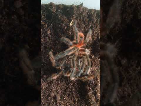 chile violet mating