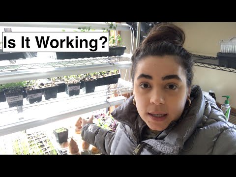 Dollar Tree vs Baker Creek vs MI Gardner Seedling and Sweet Potato Slip Update | February