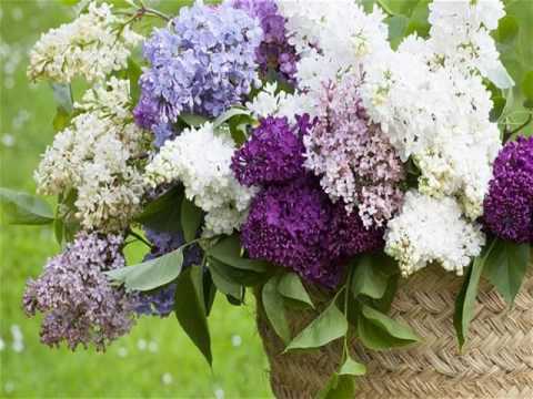 What is a Lilac