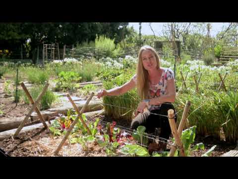 Gardening 101: Trellises For Your Plants