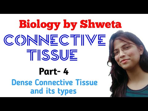 Dense Connective Tissue # White fibrous tissue # Yellow fibrous tissue # Reticular fibrous tissue
