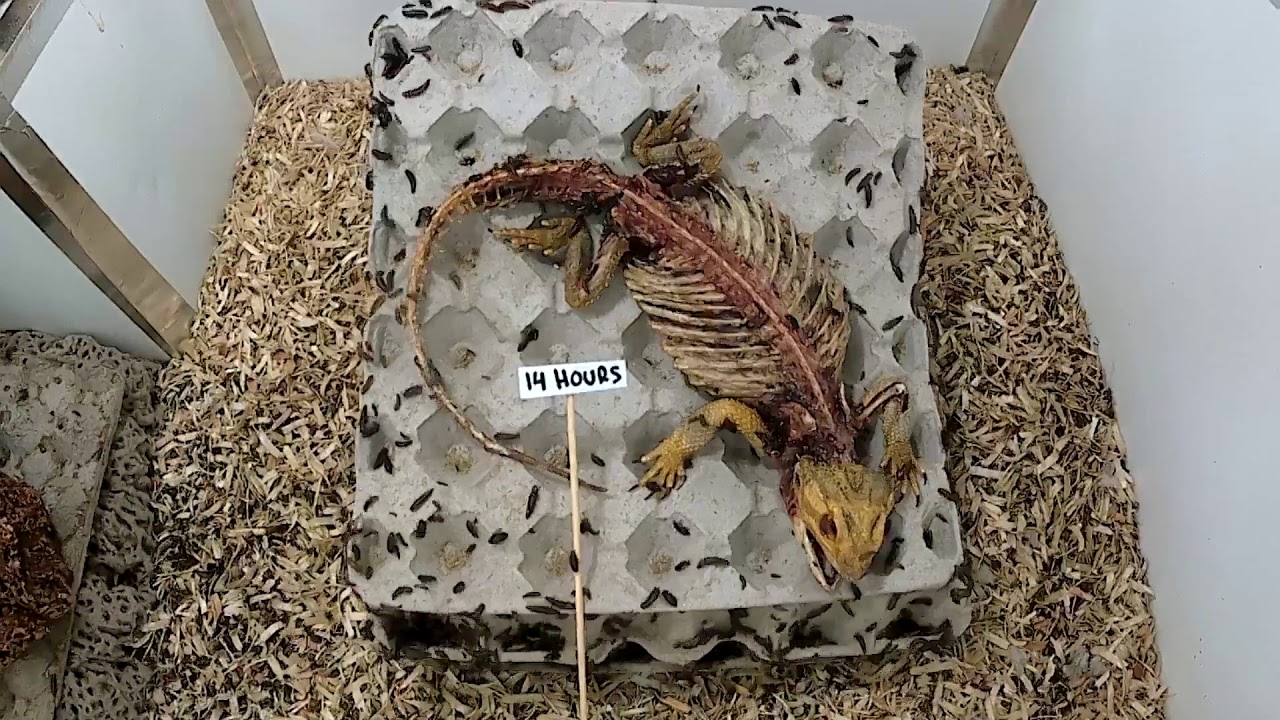 Bearded Dragon vs Flesh-eating (Dermestid Beetle) Timelapse