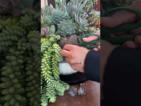 Succulent Tips: Propagation With Echeveria Babies🪴 #succulents #suculentas #gardening #propagate