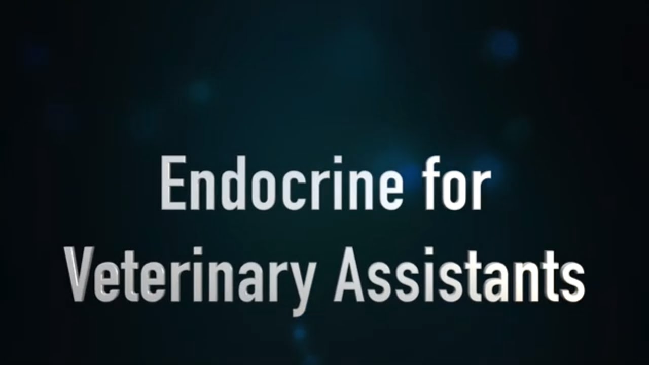 Understanding the Veterinary Endocrine System: A Comprehensive Guide ...