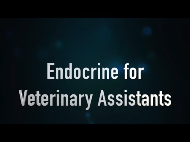 Understanding the Veterinary Endocrine System: A Comprehensive Guide ...
