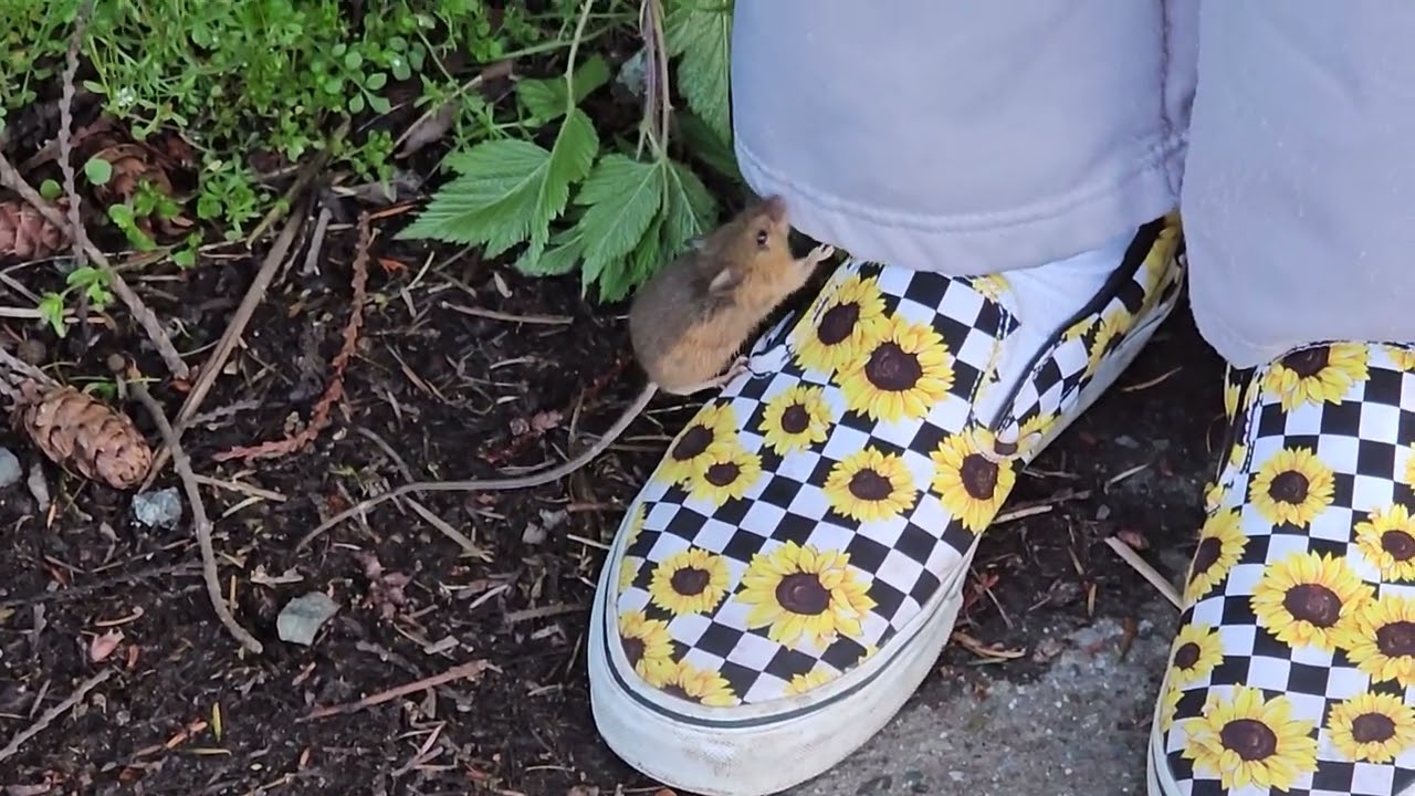 Meadow Jumping Mouse tugs on my pants