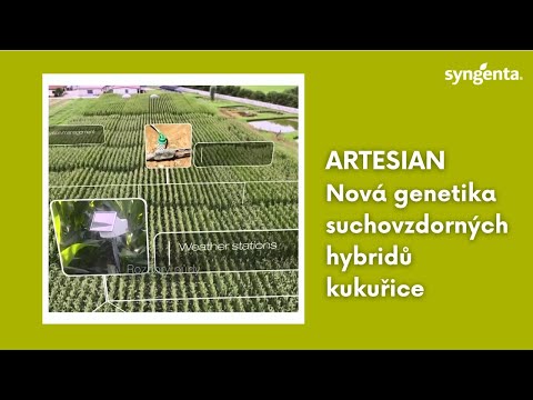 Artesian - nová genetika suchovzdorných hybridů kukuřice Syngenta