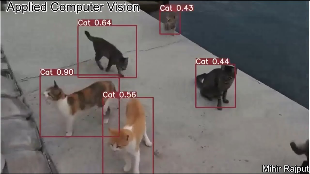 object detection | cat detection