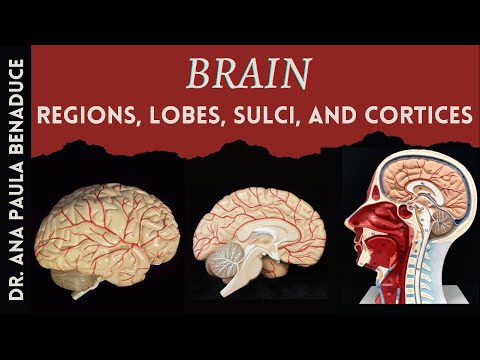 Dr. Benaduce: Brain Regions, Lobes, Sulci, Cortex - 3D Brain Model & Half Head Model