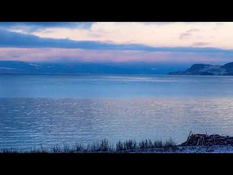 Orcas cruising the Trondheimsfjord
