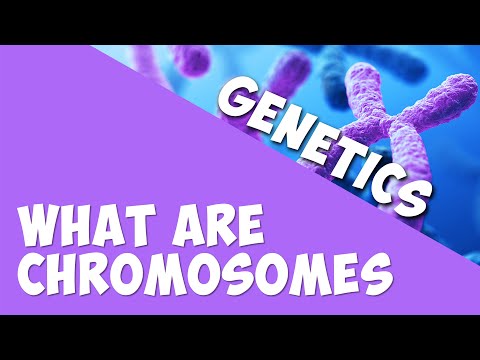What Are Chromosomes | Genetics | Biology | AddyESchool