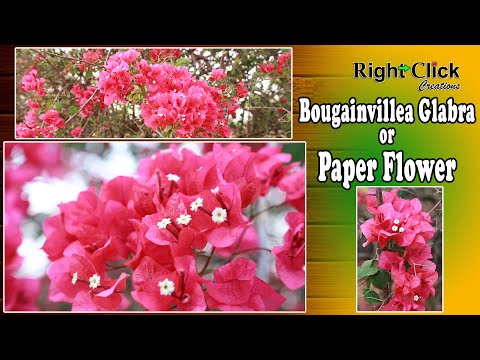 Bougainvillea Plant - Wholesale Price & Mandi Rate for Paper Flower ...