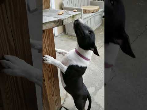 Hungry Mini bull terrier