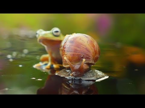 Snail | Unexplored India | snails meaning in hindi | amazing video | Monsoon | Snails | Banswara