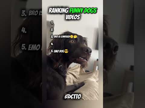Top 5 Funny Dogs Videosπ #funny #dog #memes