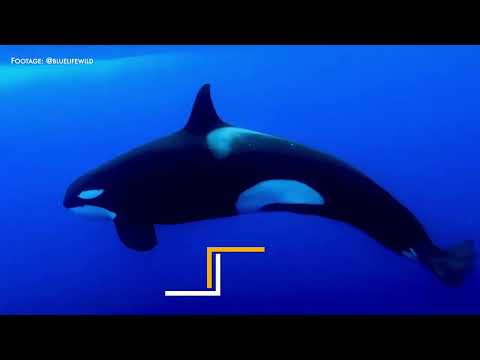 #MMPA50: The 50th Anniversary of the Marine Mammal Protection Act