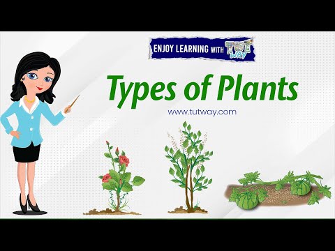 Plants | Types of Plants | Shrubs and Bushes | Herbs, Climbers, Creepers | Plant Types | Science