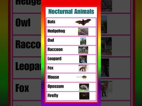 Nocturnal Animals #generalknowledgequiz #nocturnal #animals #shorts