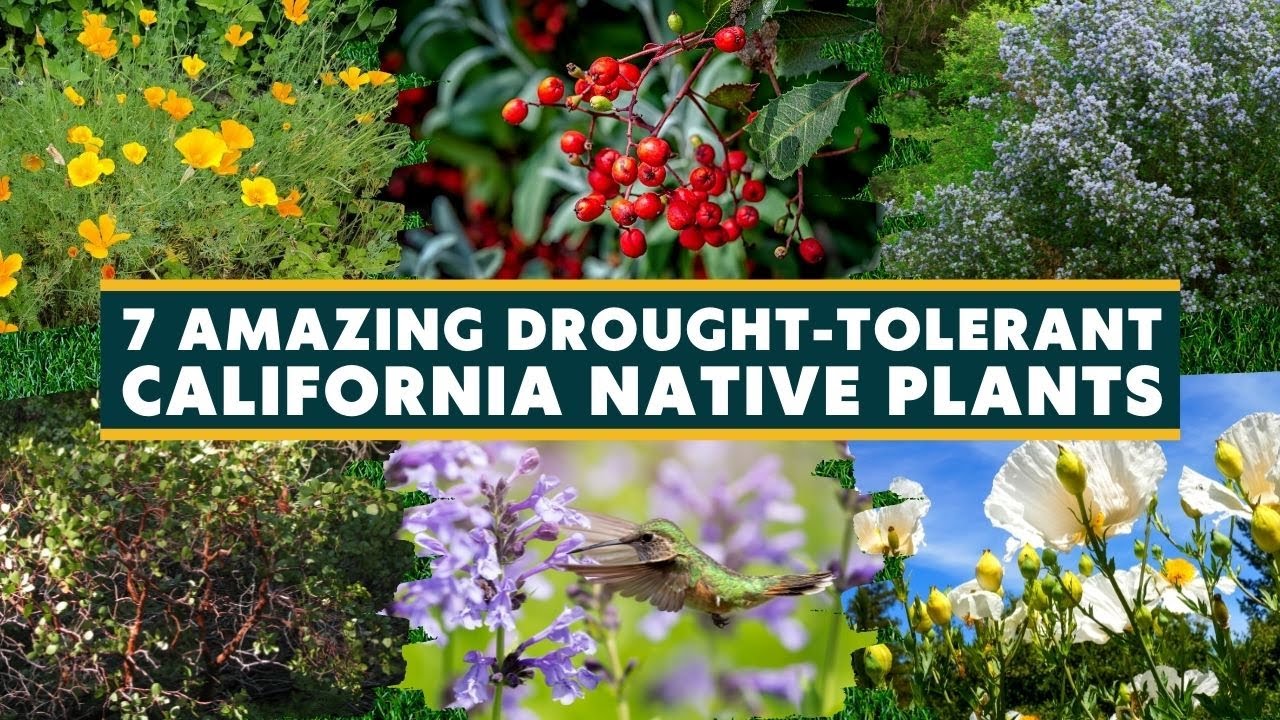 7 Amazing Drought-Tolerant California Native Plants 🌿🌷🍃