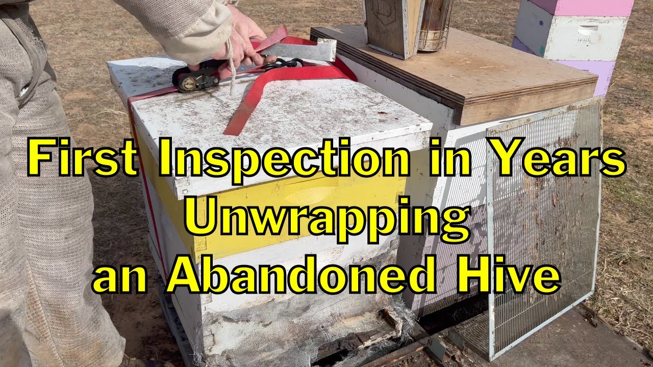 Unwrapping an Abandoned Hive - First inspection in Years - How are the Honey Bees?